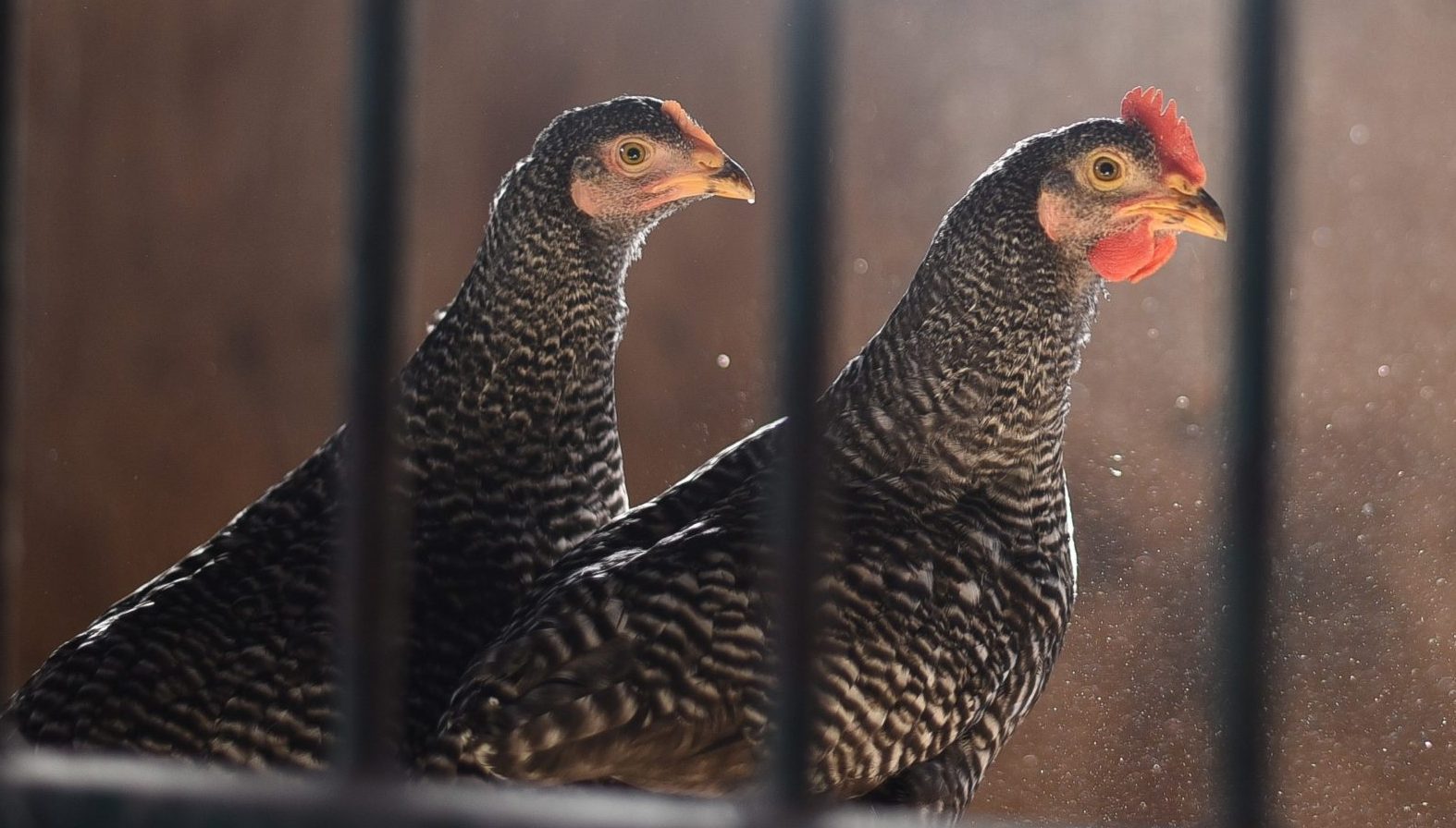 Pullets – hazvyschickens